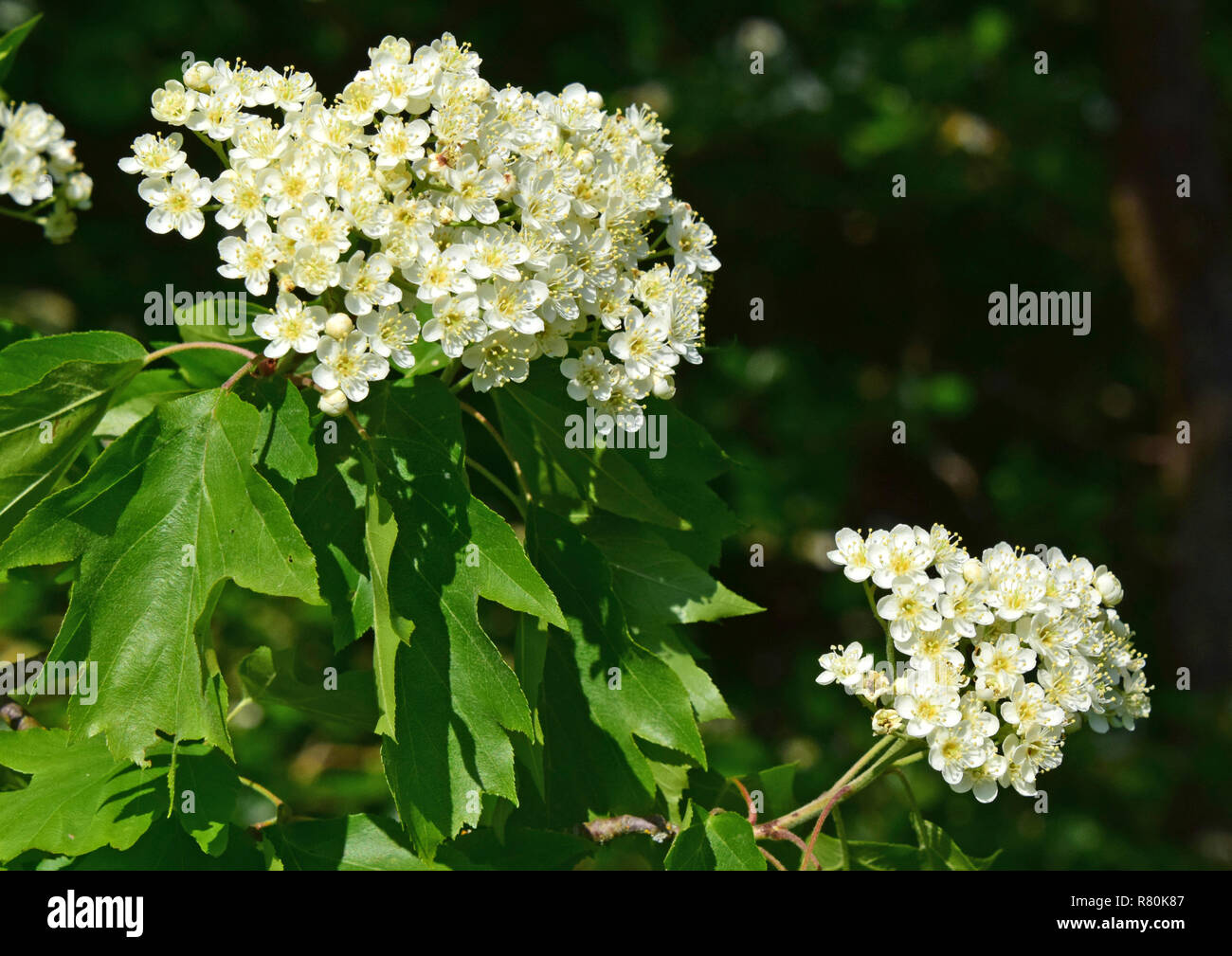 Wild Service Tree, Chequers Tree, Checkers Tree (Sorbus torminalis ...