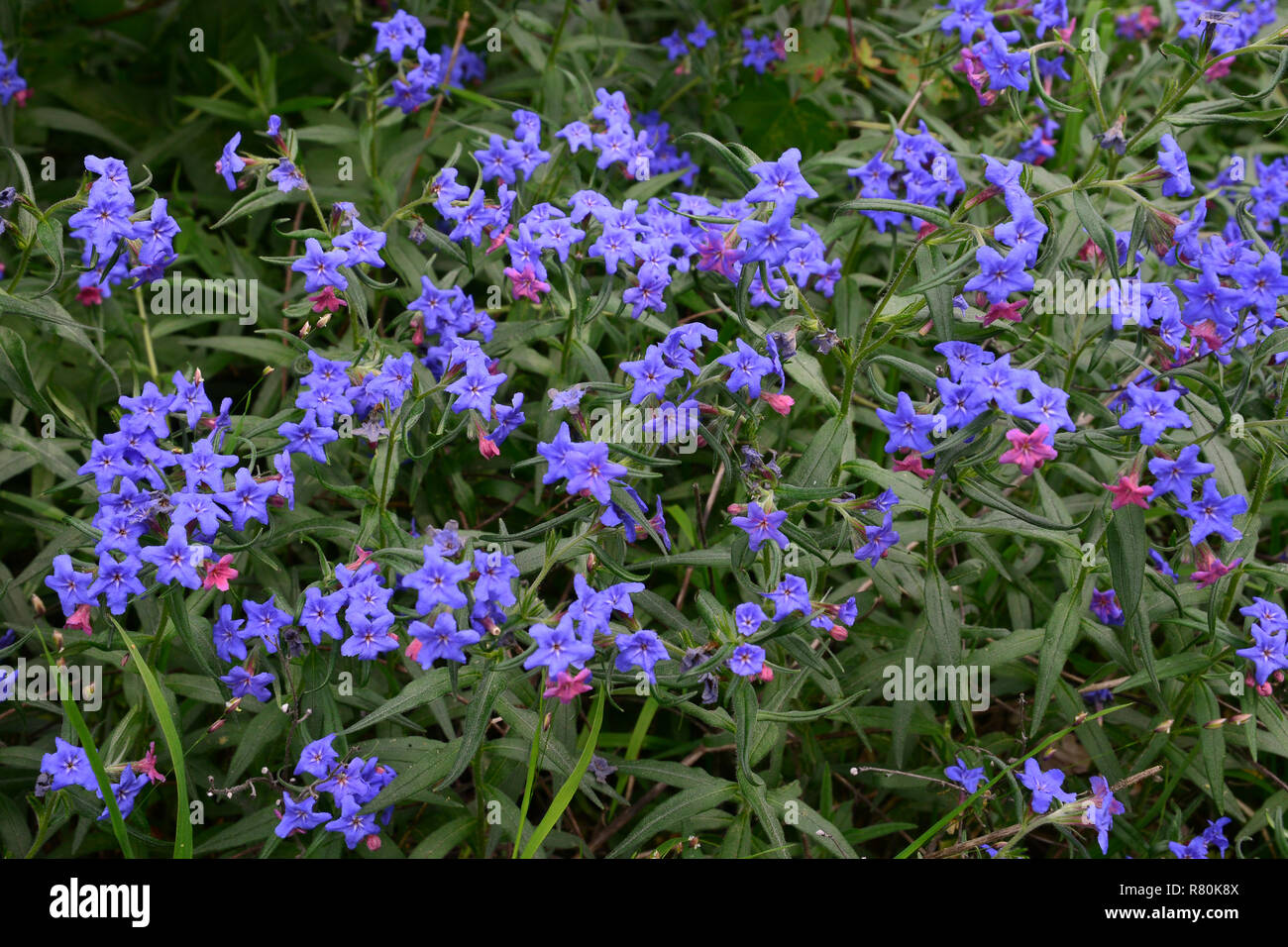 Purple Gromwell (Aegonychon purpurocaeruleum), flowering plants ...