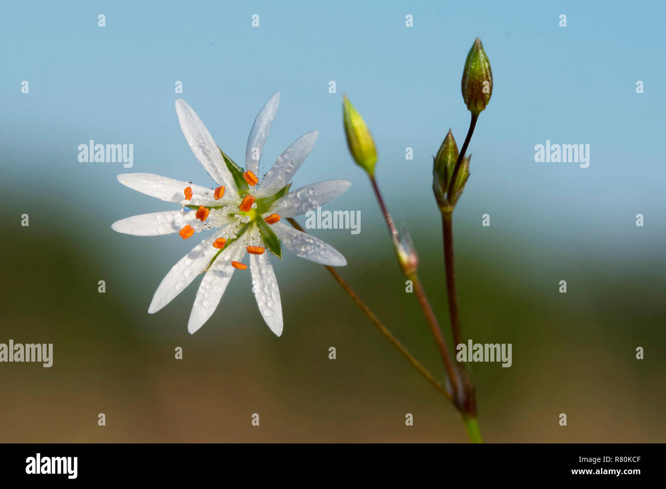Common stitchwort stellaria graminea hi-res stock photography and ...