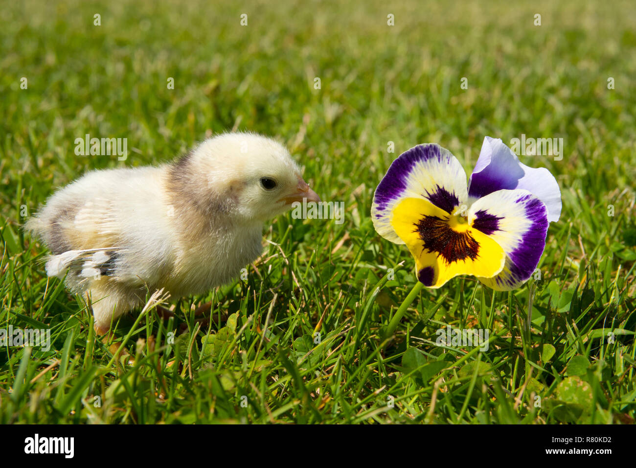 Domestic chicken, Bantam Lakenvelder chicken. Chick standing in grass ...