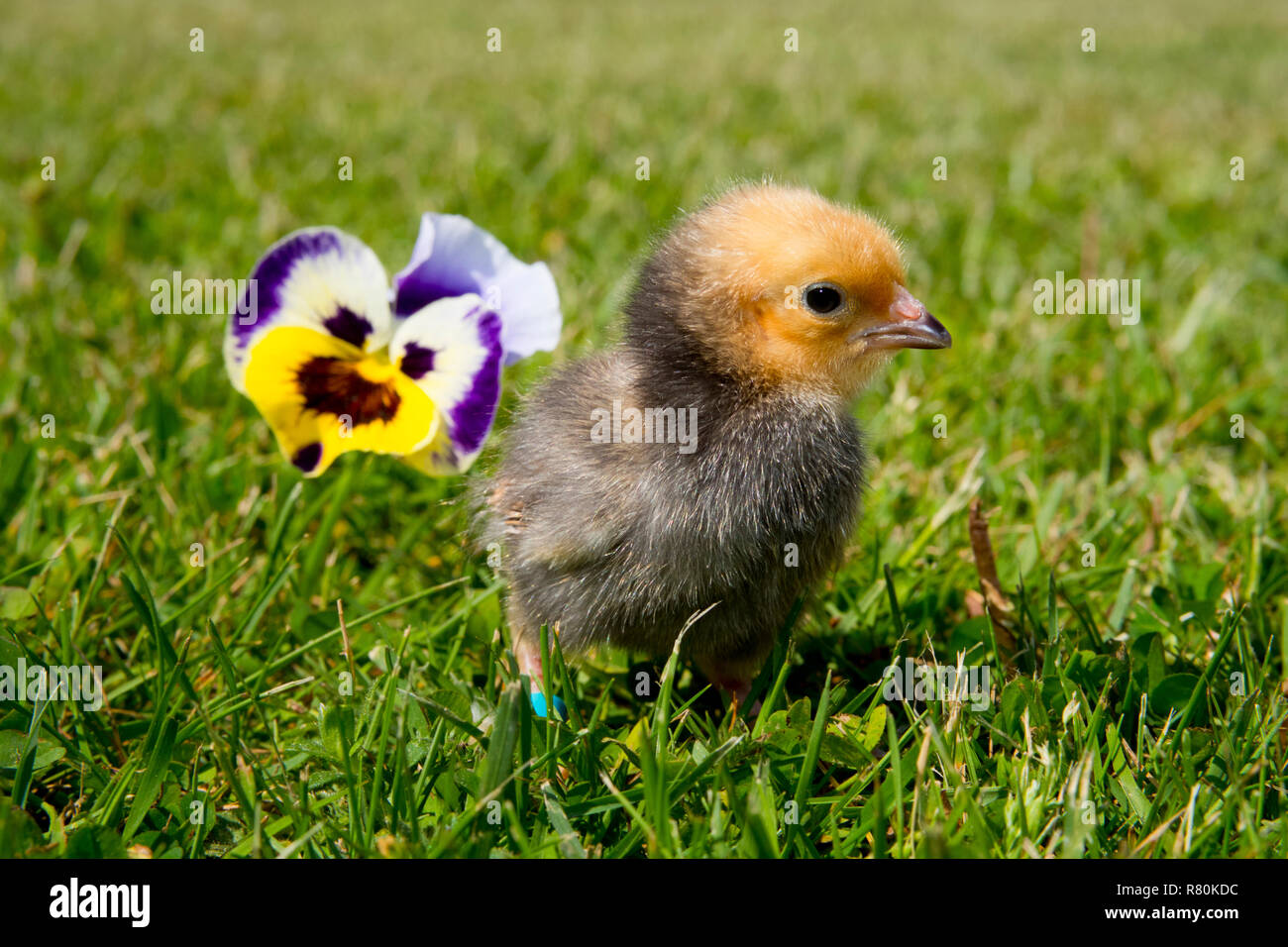 Domestic chicken, Bantam Vorwerk chicken. Chick standing in grass next ...