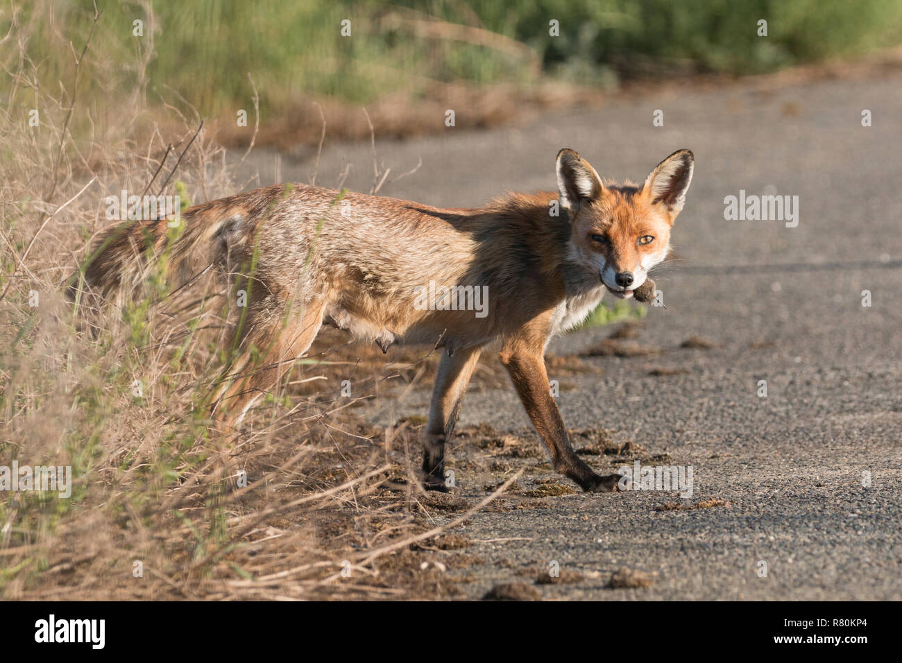 Red fox crossing road hi-res stock photography and images - Alamy