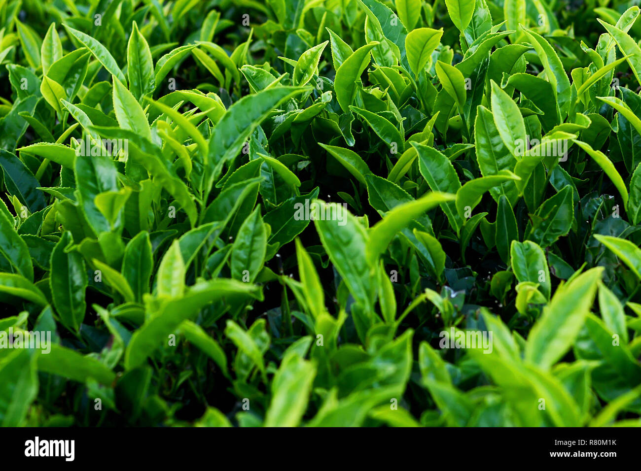 Green tea of india hi-res stock photography and images - Alamy