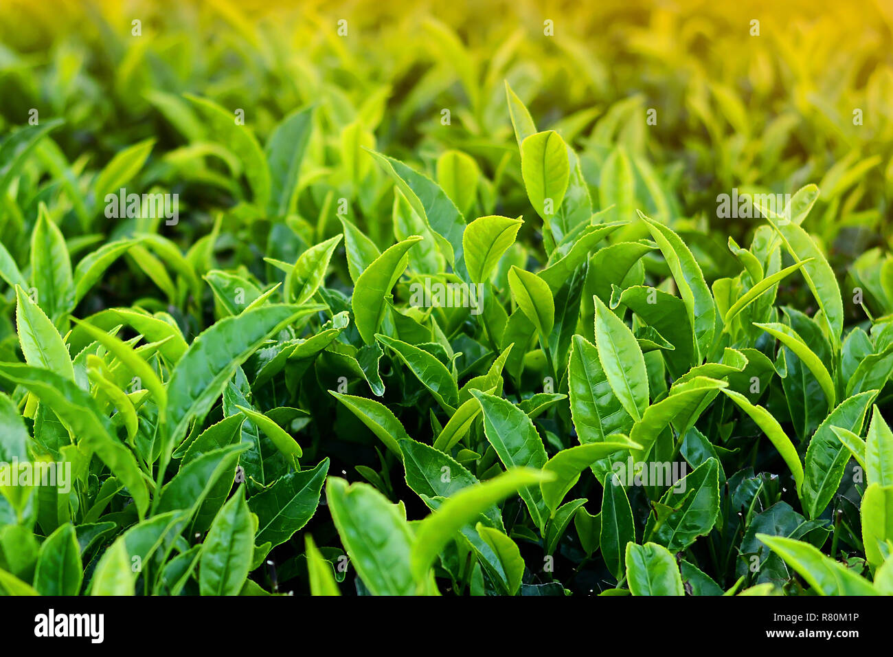 Tea leaf close up plant plantation hi-res stock photography and images ...
