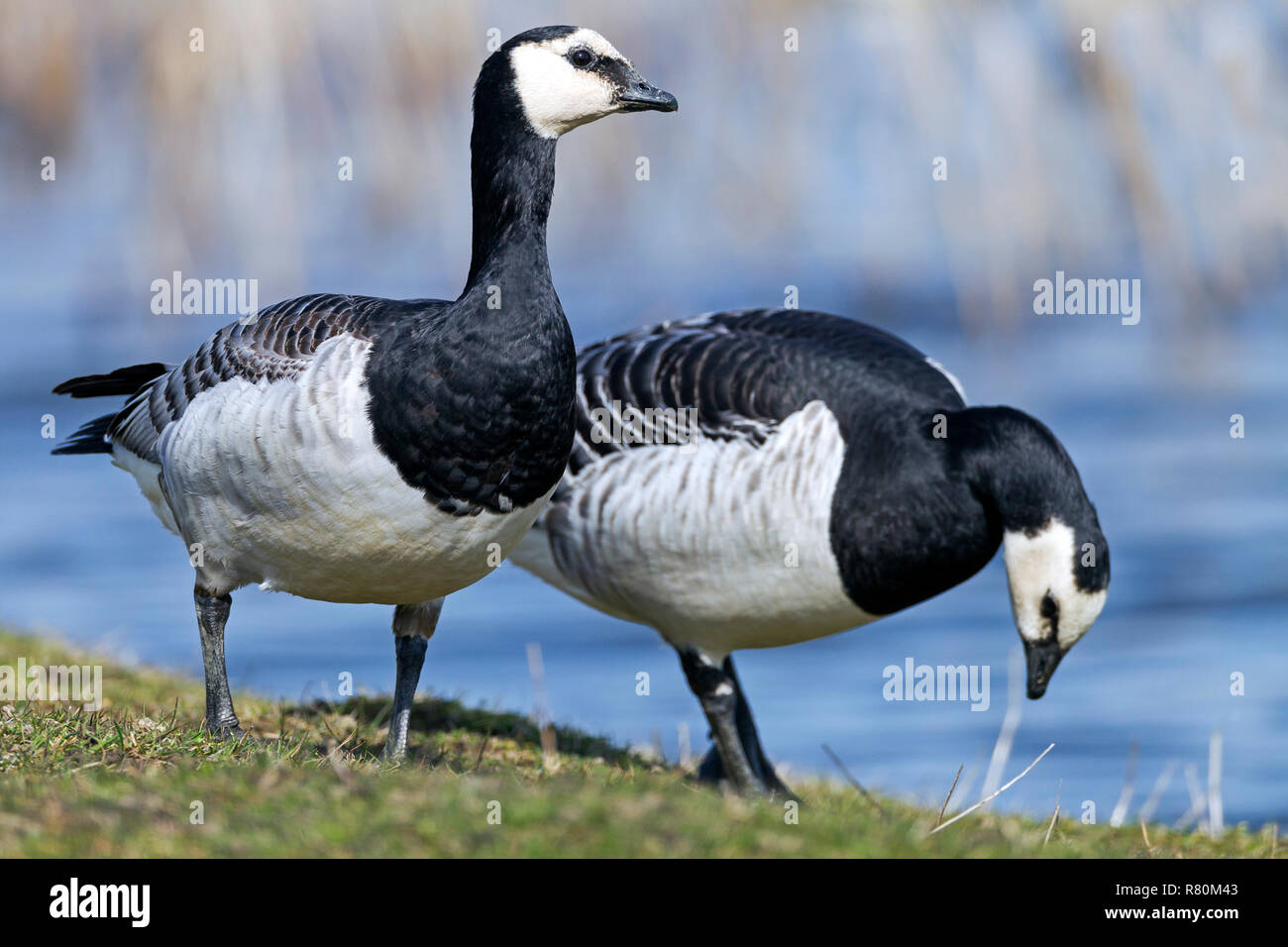 Salt marsh foraging hi-res stock photography and images - Alamy