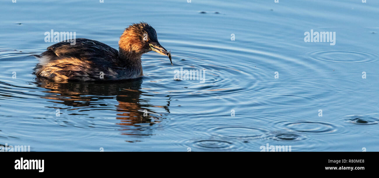 Little Grebe duck with fish in mouth Stock Photo - Alamy
