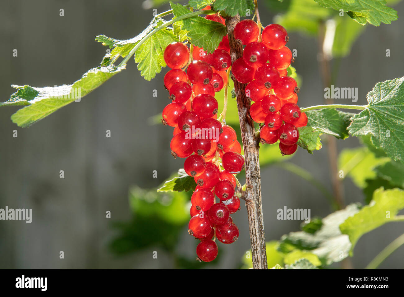 Red Currant (Ribes rubrum), ripe fruit on a bush. Germany Stock Photo ...