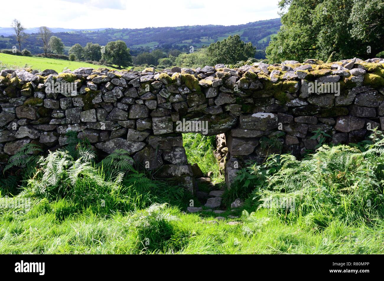 Dry stone wall sheep hi-res stock photography and images - Alamy