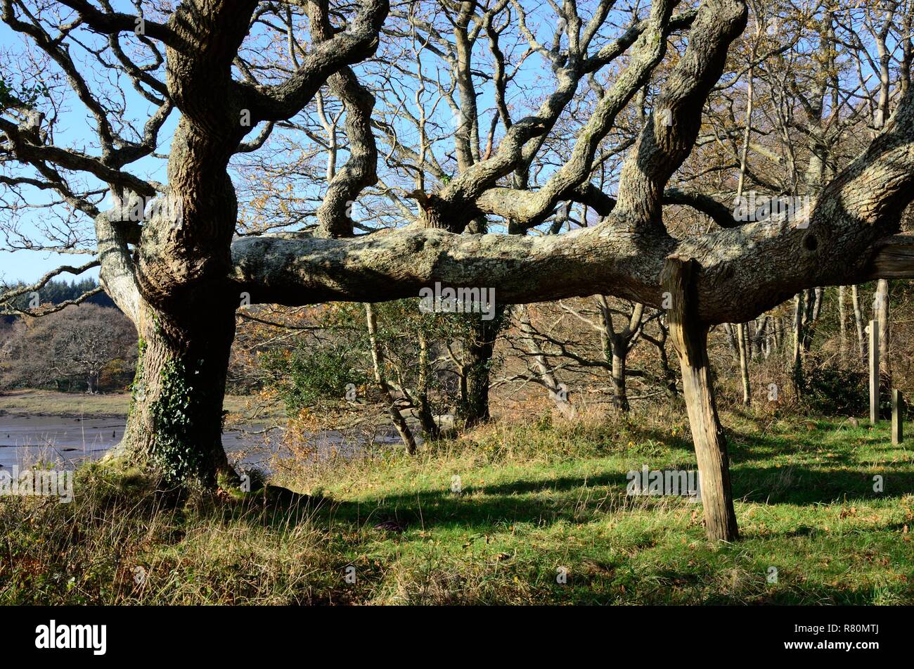 The Crooked oak Y Dderwen Gam propped up old oak tree on the Cleddau ...