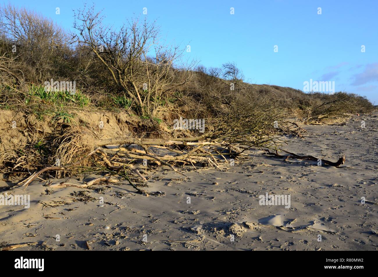 Sand dune erosion after storm Cefn Sidan Beach Pembrey Country Park ...