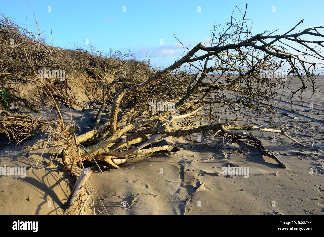Sand dune erosion after storm Cefn Sidan Beach Pembrey Country Park ...