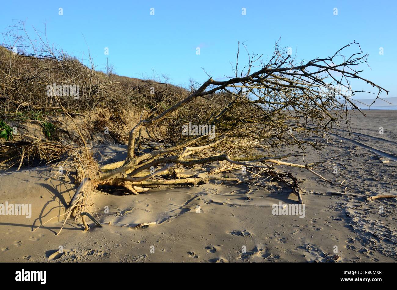 Sand dune erosion after storm Cefn Sidan Beach Pembrey Country Park ...