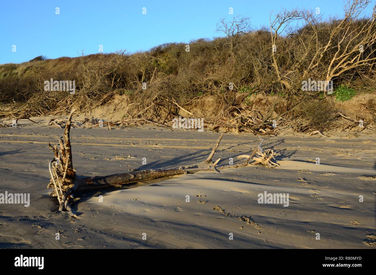 Sand dune erosion after storm Cefn Sidan Beach Pembrey Country Park ...