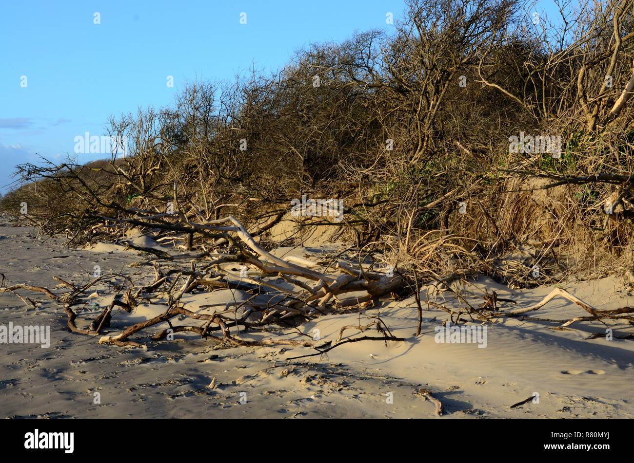Sand dune erosion after storm Cefn Sidan Beach Pembrey Country Park ...