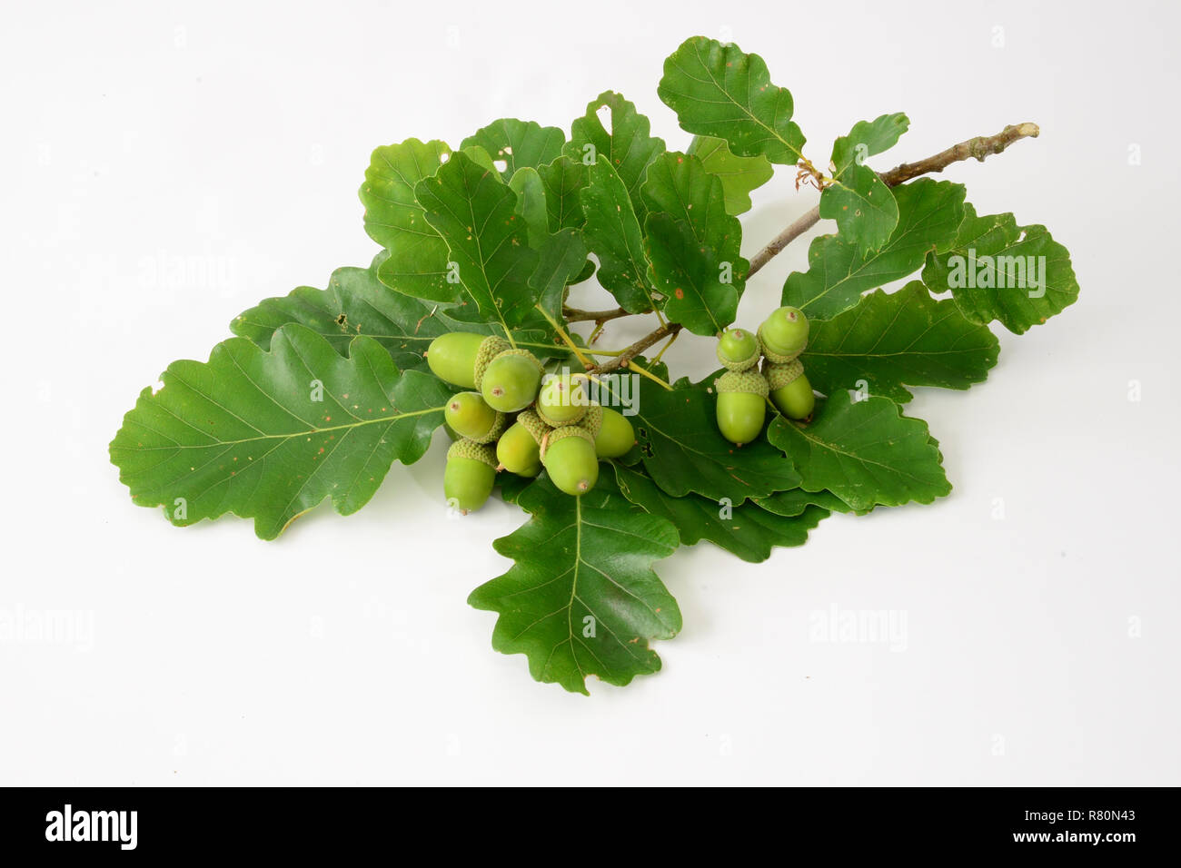 Durmast Oak, Sessile Oak (Quercus petraea), twig with leaves and acorns. Studio picture against ...