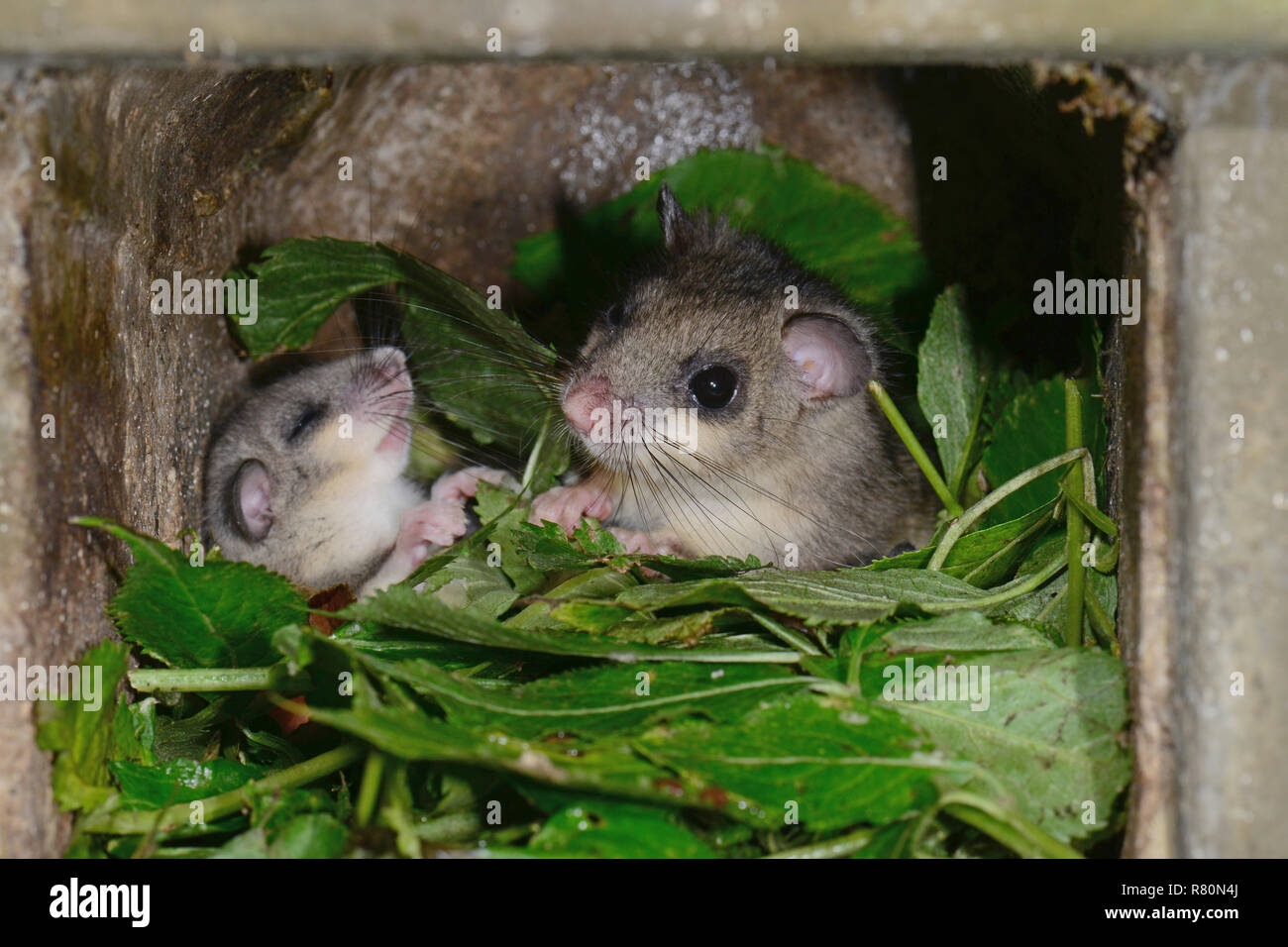 Edible Dormouse (Glis glis). Parent and juvenile in nesting box during ...