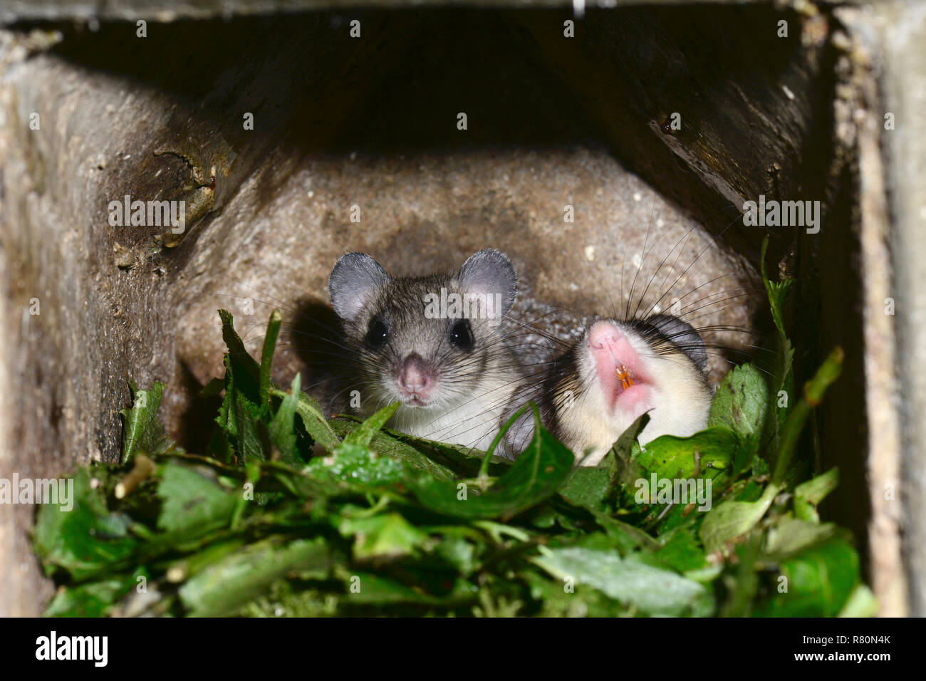 Edible Dormouse (Glis glis). Parent and juvenile resting and sleeping ...