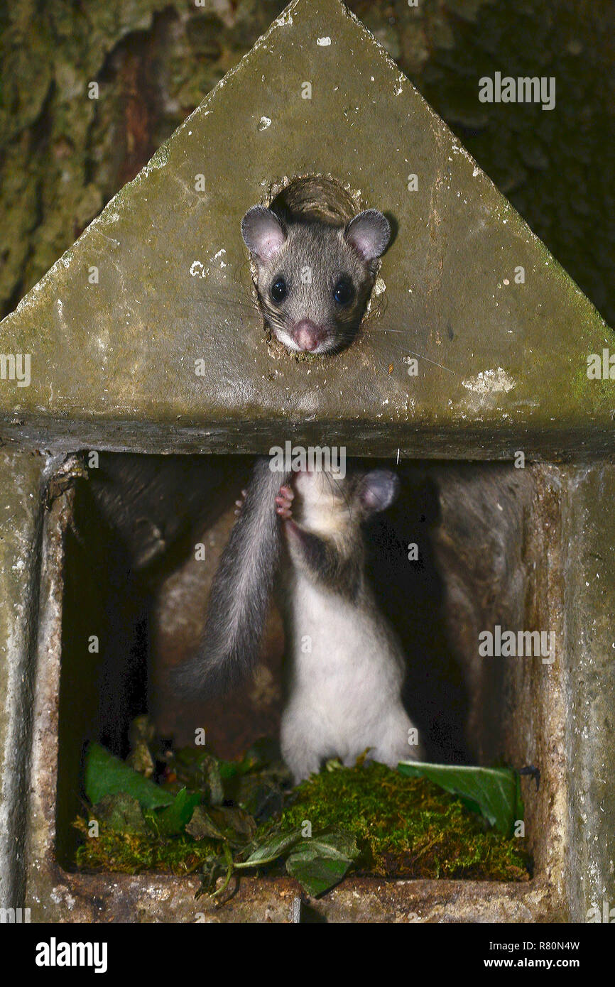 Edible Dormouse (Glis glis). Two juveniles playing in a nesting box ...