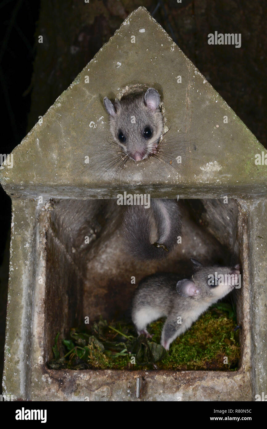 Edible Dormouse (Glis glis). Two juveniles climbing in a nesting box ...