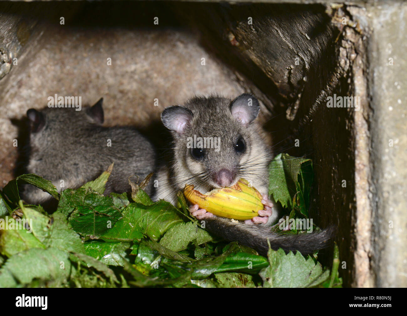 Edible dormouse eating hi-res stock photography and images - Alamy