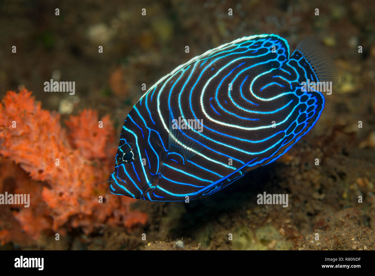 Juvenile emperor angelfish pomacanthus imperator under water hi-res ... Juvenile emperor angelfish pomacanthus imperator under water hi-res ...