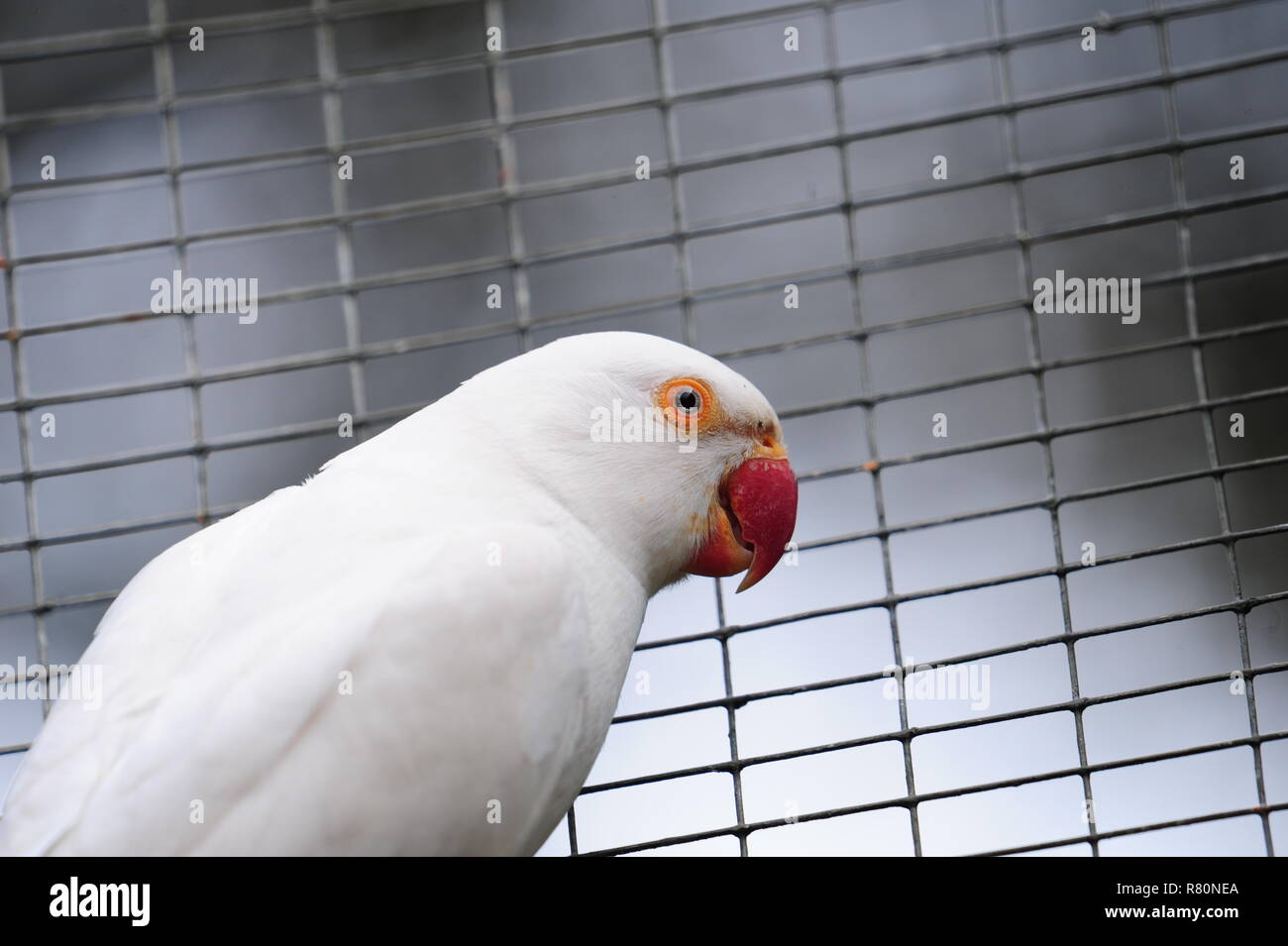 White parrot with red beak hi-res stock photography and images - Alamy