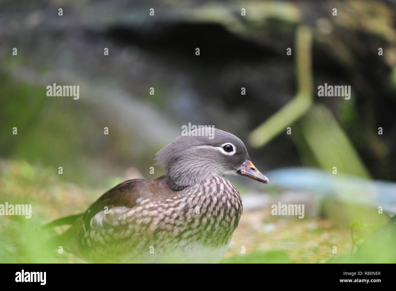 Staring duck hi-res stock photography and images - Alamy