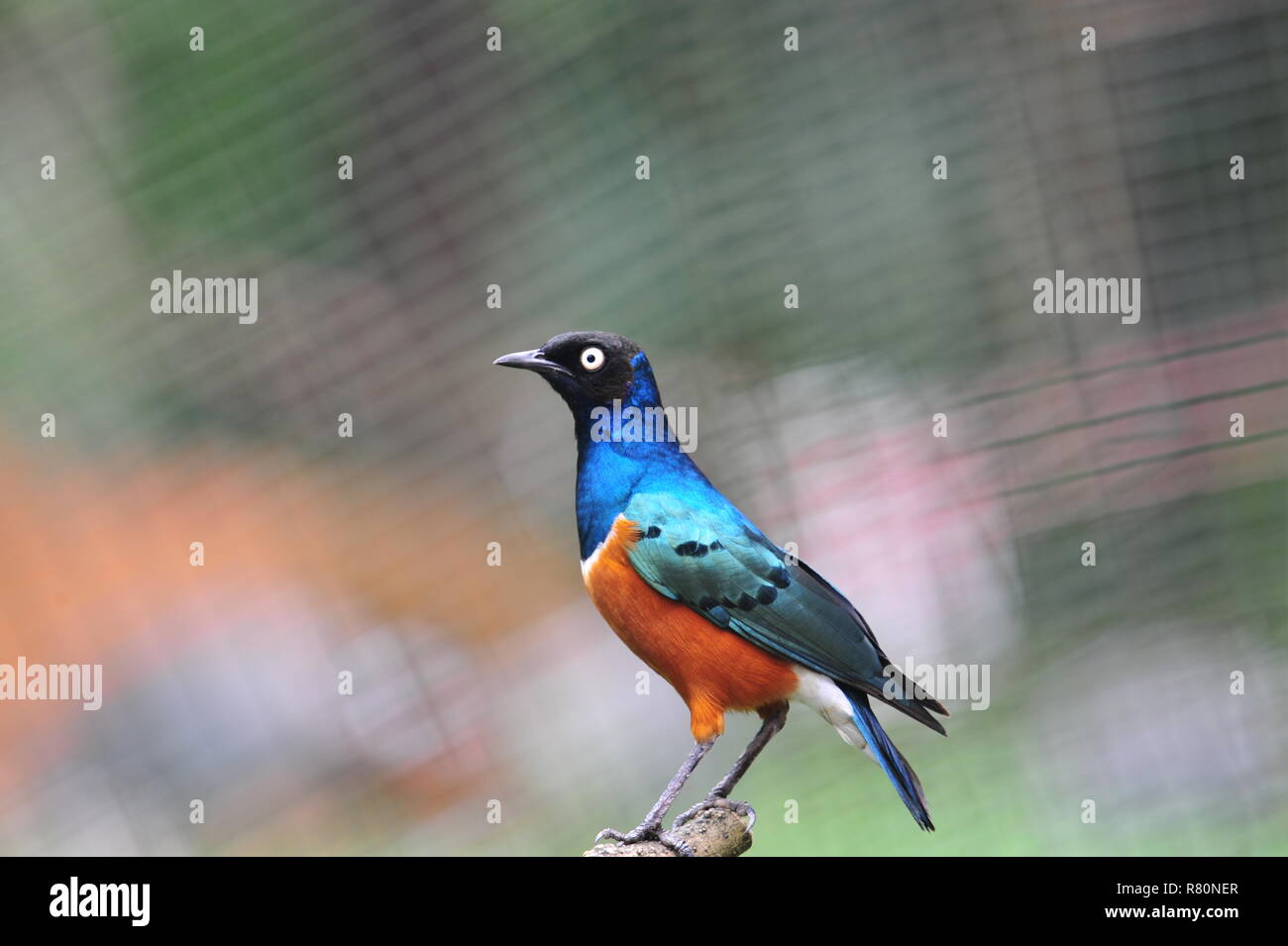 Blue and orange starling hi-res stock photography and images - Alamy