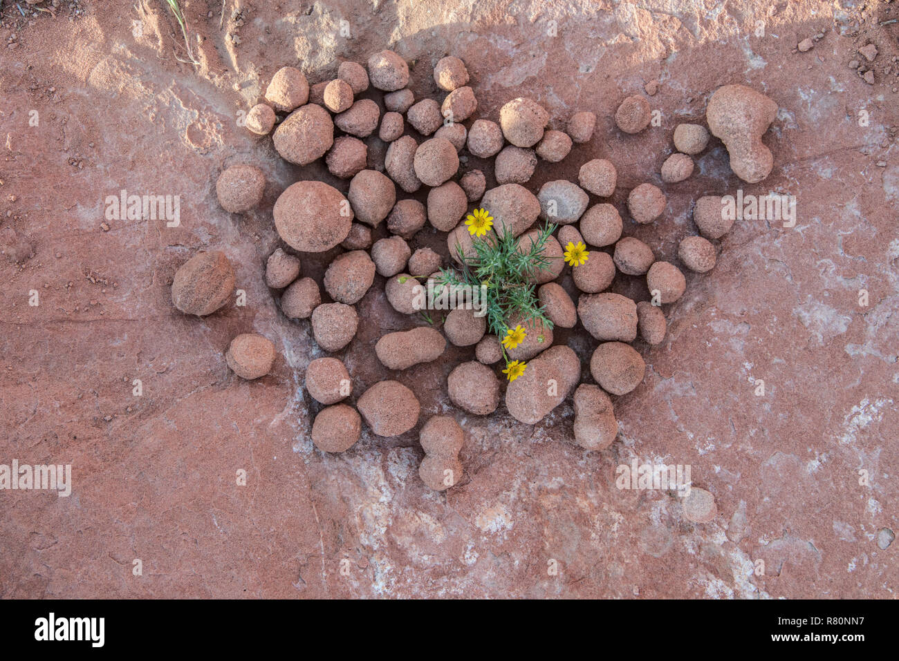 Round Sandstone Pebbles at Valley of Fire, Nevada Stock Photo - Alamy