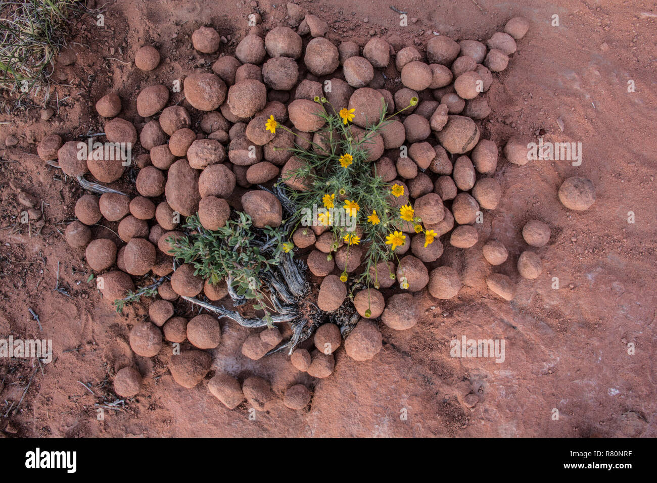 Round Sandstone Pebbles Stock Photo - Alamy