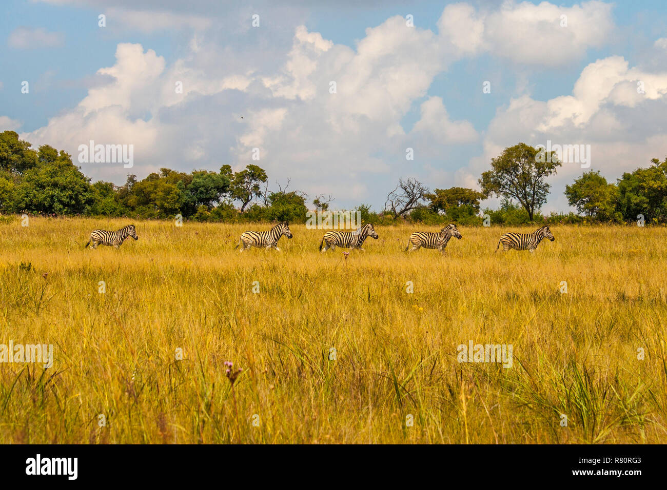 Rietvlei nature reserve hi-res stock photography and images - Alamy