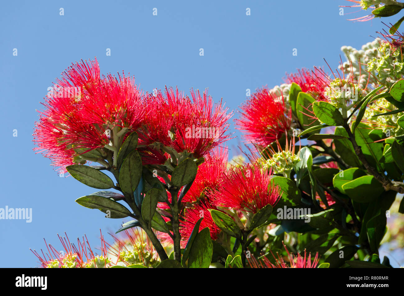 Pohutukawa flowers, Onaero, Taranaki, North Island, New Zealand Stock ...