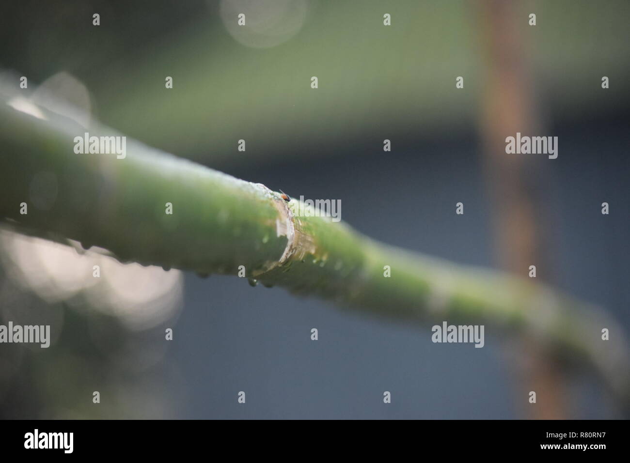 Fly in bamboo Stock Photo - Alamy