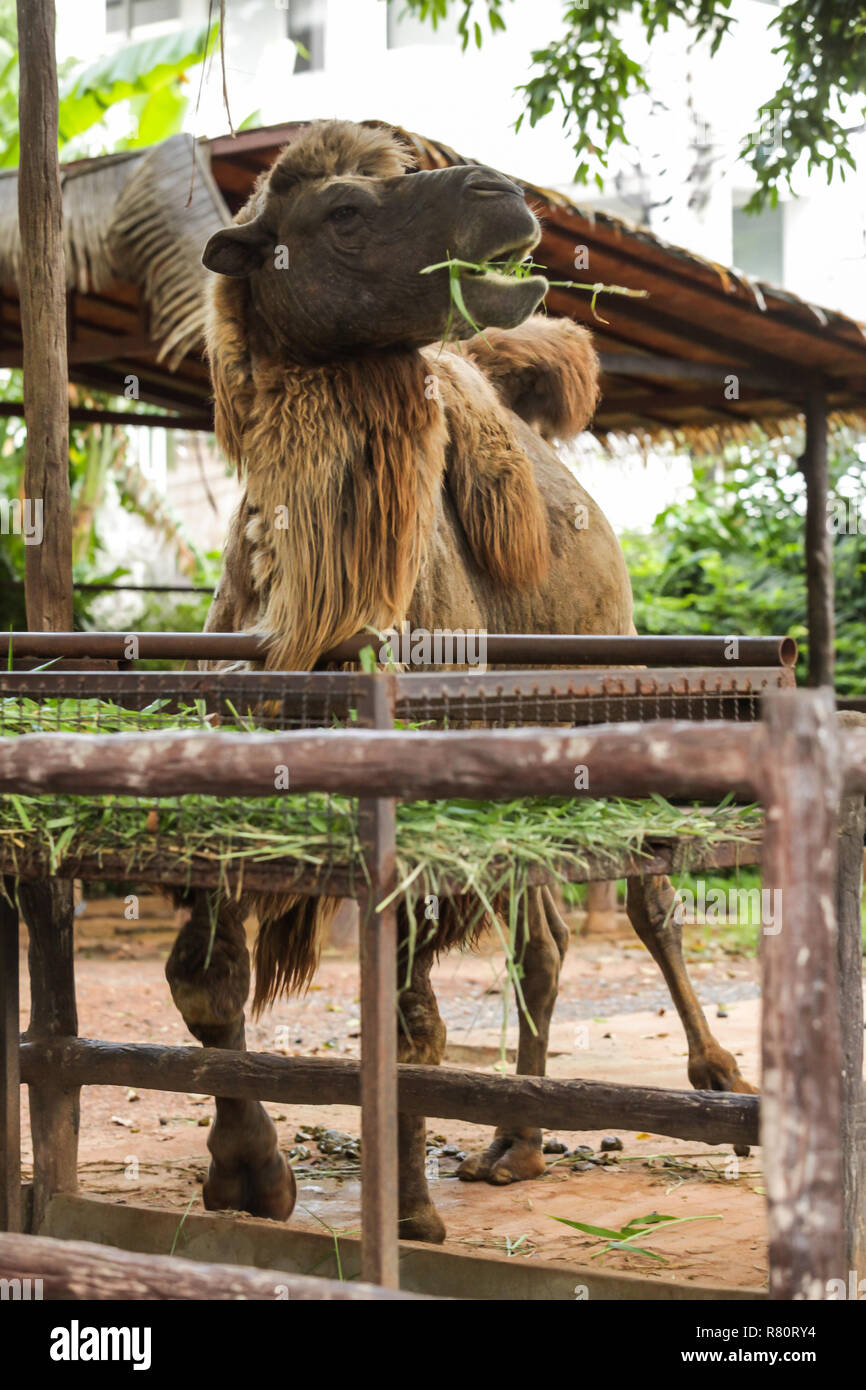 Bactrian camel has two humps for storing fat converted to water and ...