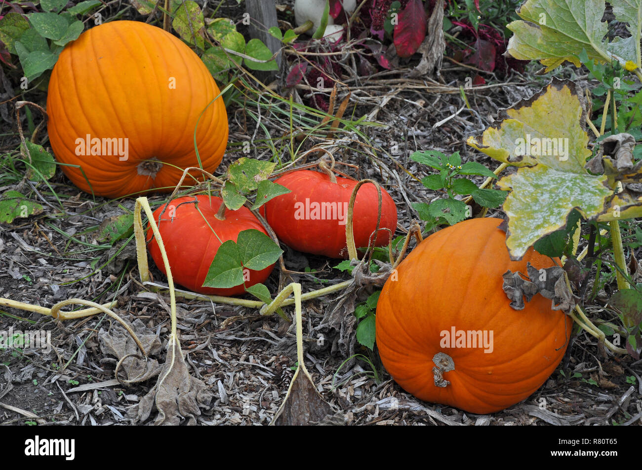Orange pumpkins in autumn hi-res stock photography and images - Alamy