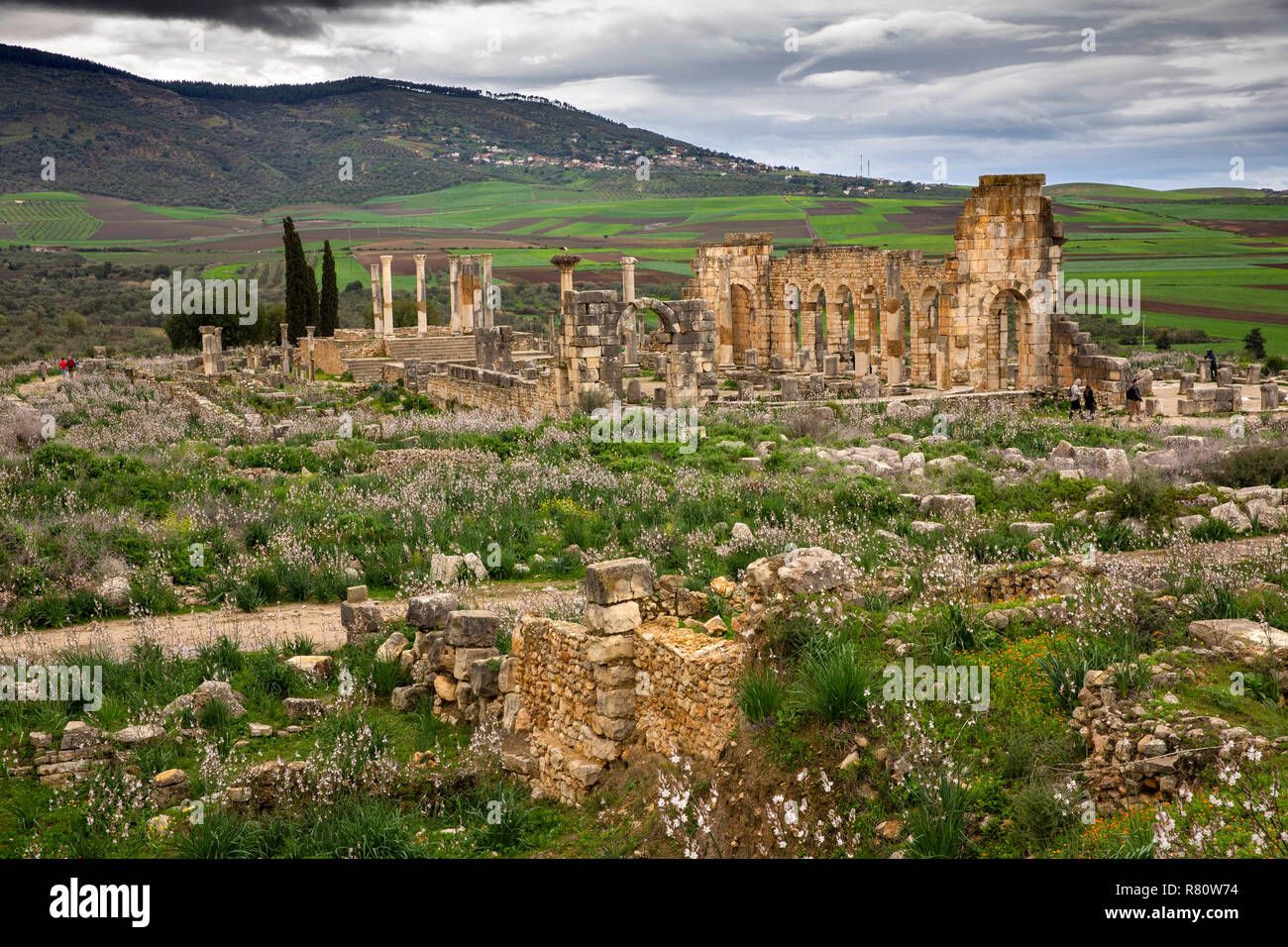 Morocco, Meknes, Volubilis Roman city, wild flowers growing amongst ...