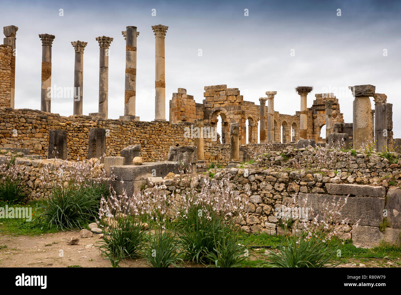 Morocco, Meknes, Volubilis Roman site, Basilica and pillars of the ...