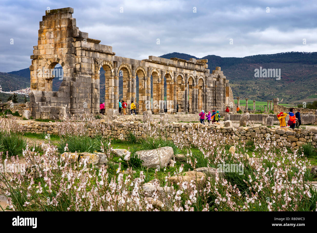 Morocco, Meknes, Volubilis Roman site, wild white asphodel, flowers ...
