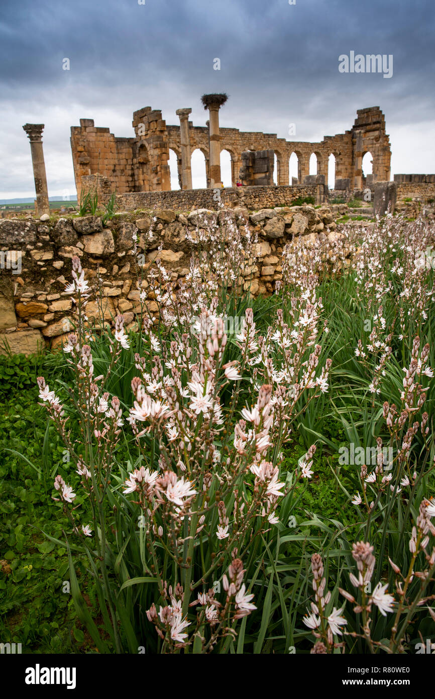 Morocco, Meknes, Volubilis Roman site, wild flowers before Basilica and ...