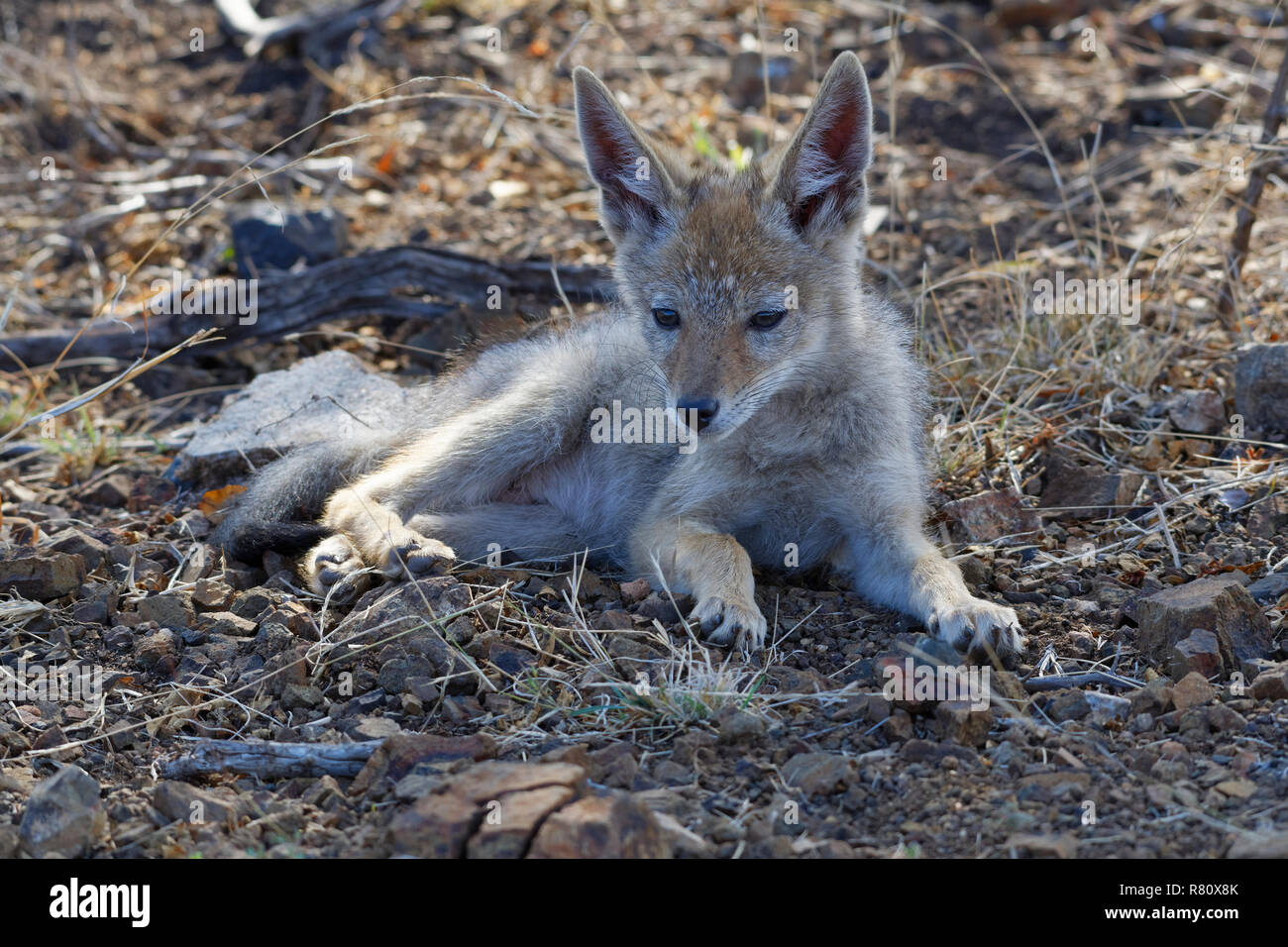 Black-backed jackal (Canis mesomelas), cub, lying on arid ground, alert ...