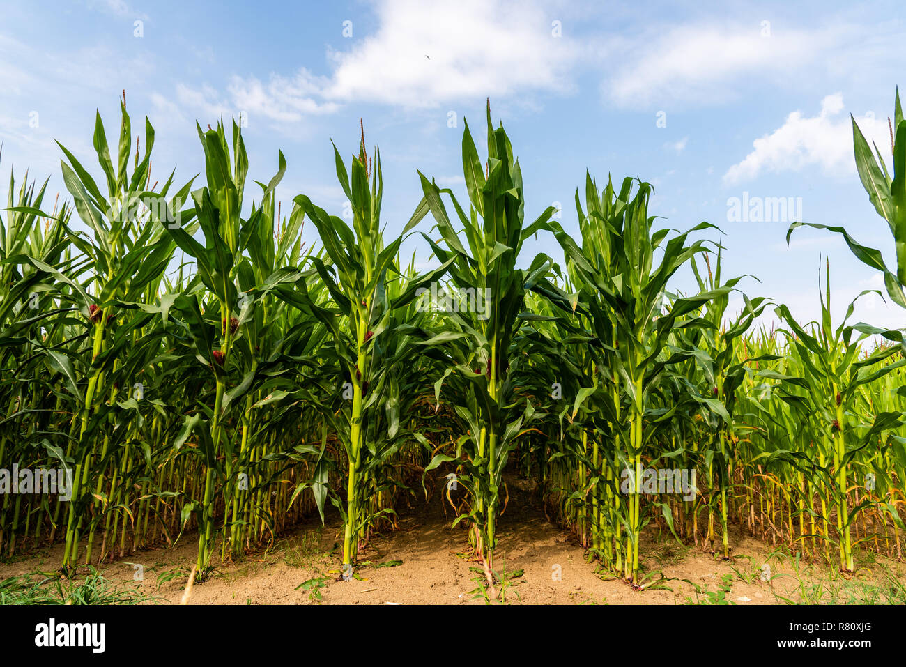 Corn cultivation hi-res stock photography and images - Alamy