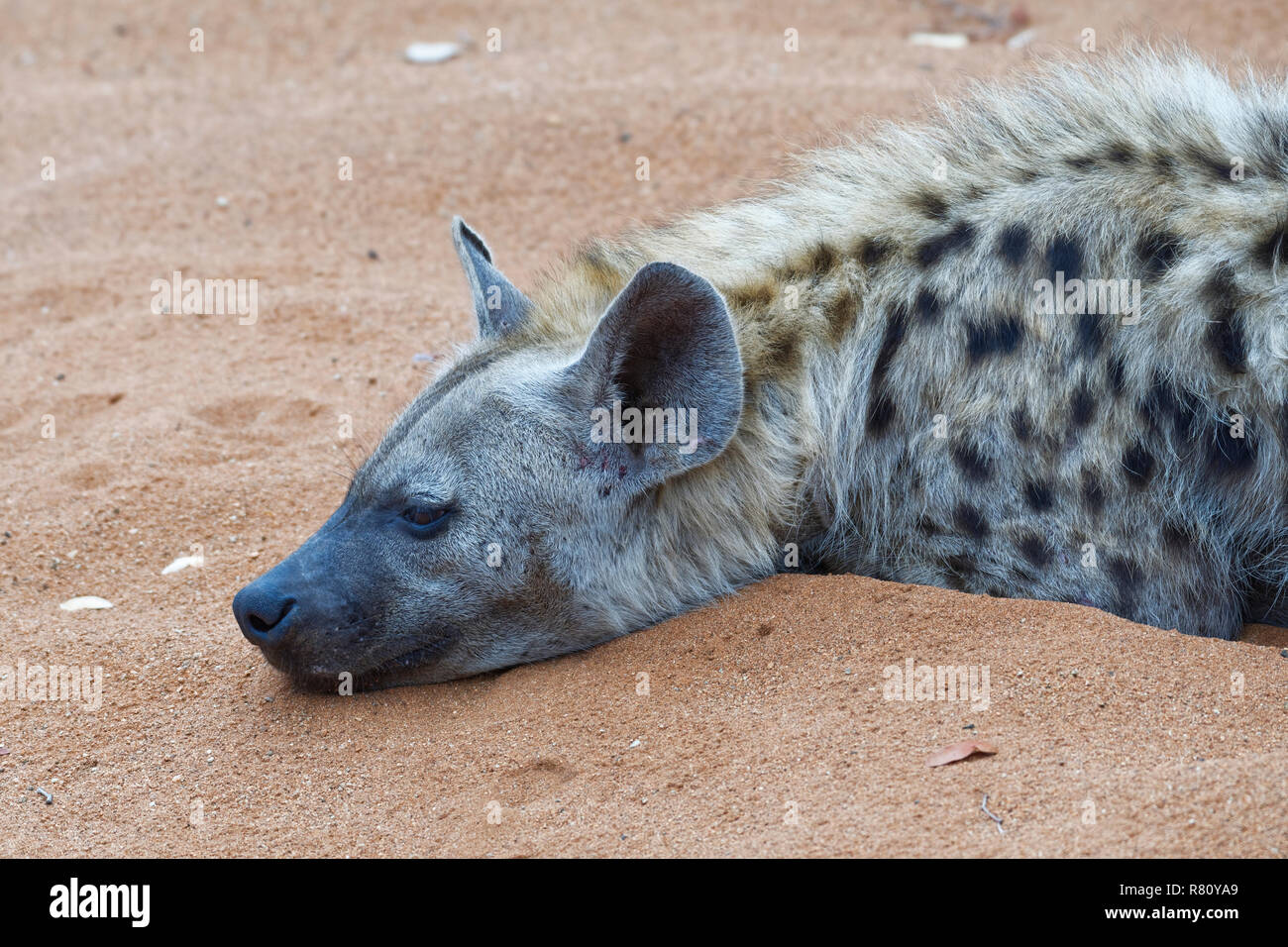 Spotted hyena (Crocuta crocuta), adult male lying on sand, half asleep ...