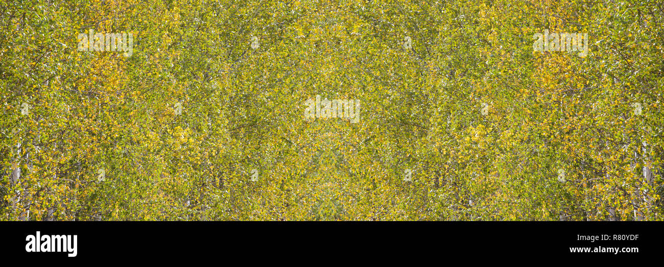 panorama of green shallow green foliage Stock Photo - Alamy