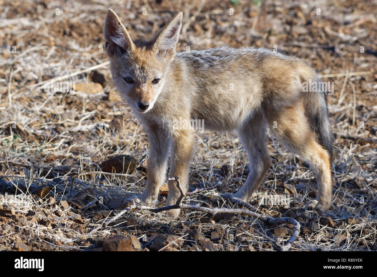 Baby African Jackal