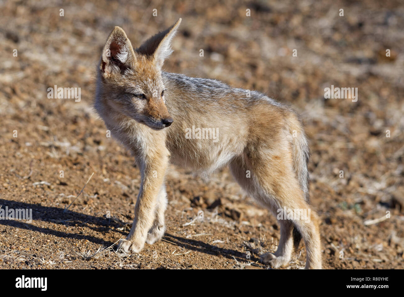 Black-backed jackal (Canis mesomelas), cub, observing the surroundings ...