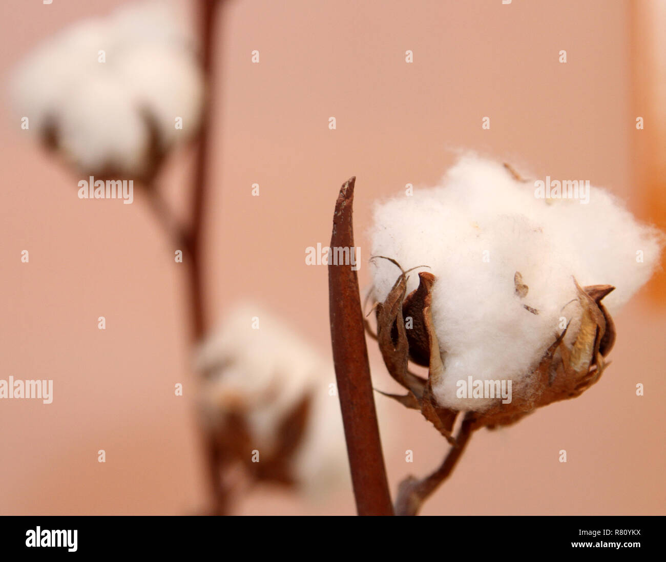 Cotton plants india hi-res stock photography and images - Alamy