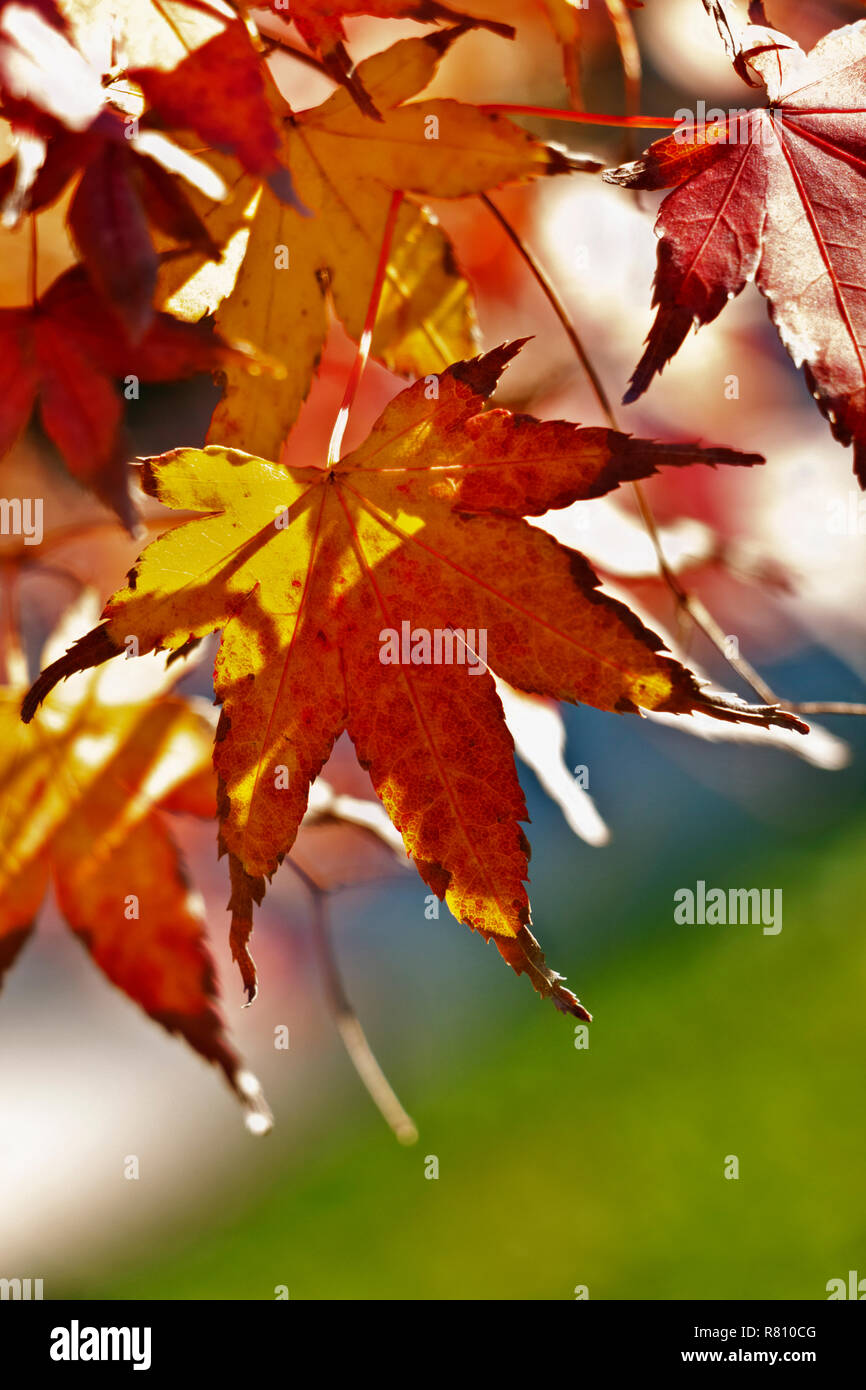 Several leaves of a japanese maple-acer palmatum - tree, bright orange ...