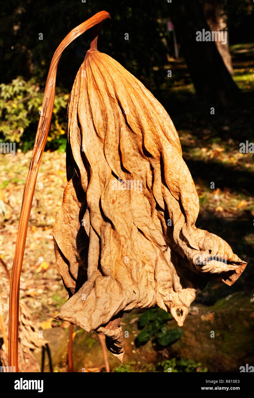 Impressive dry lotus flower leaf-american lotus - close-up , beautiful ...
