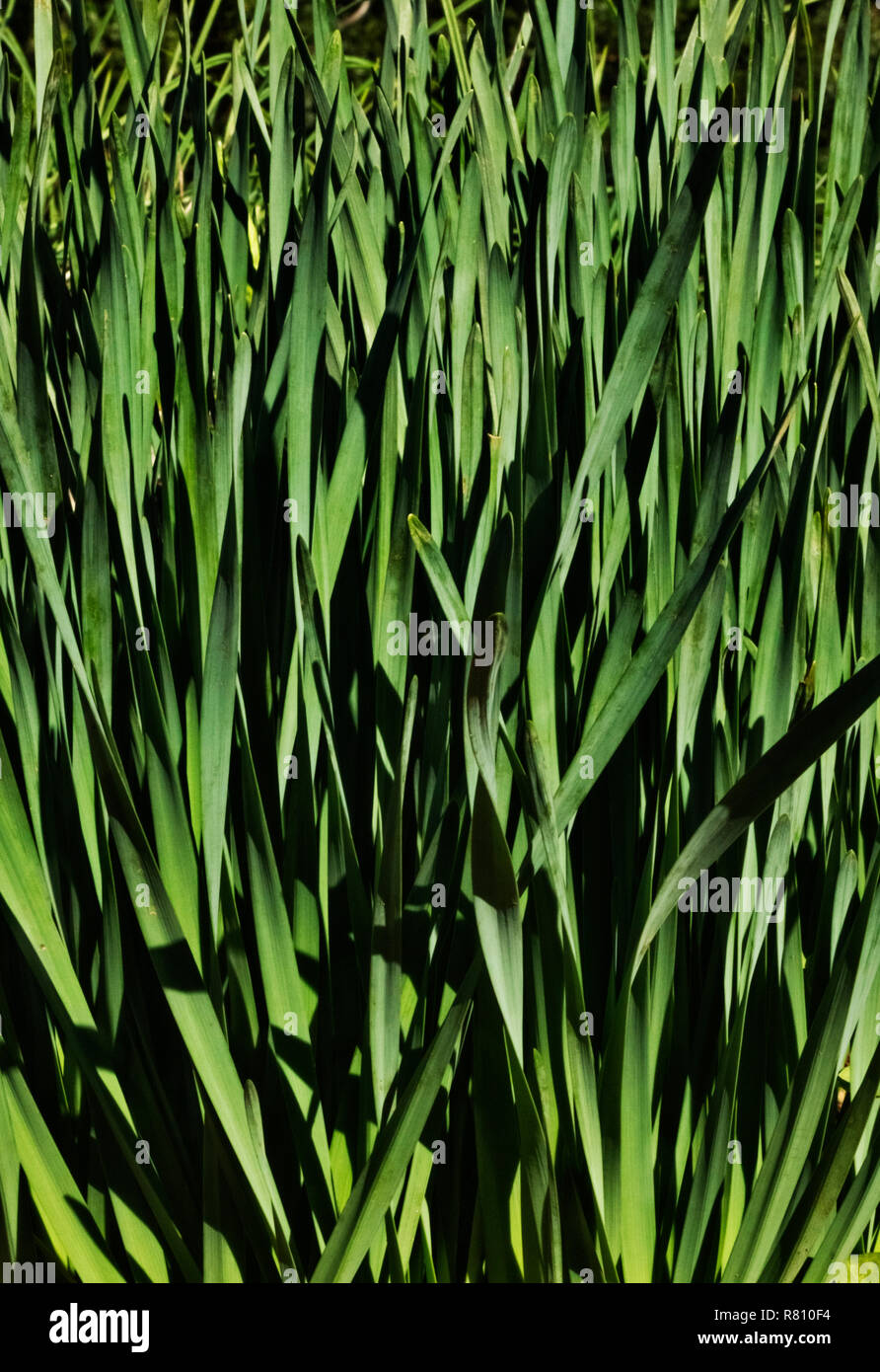 Daffodil leaves hi-res stock photography and images - Alamy