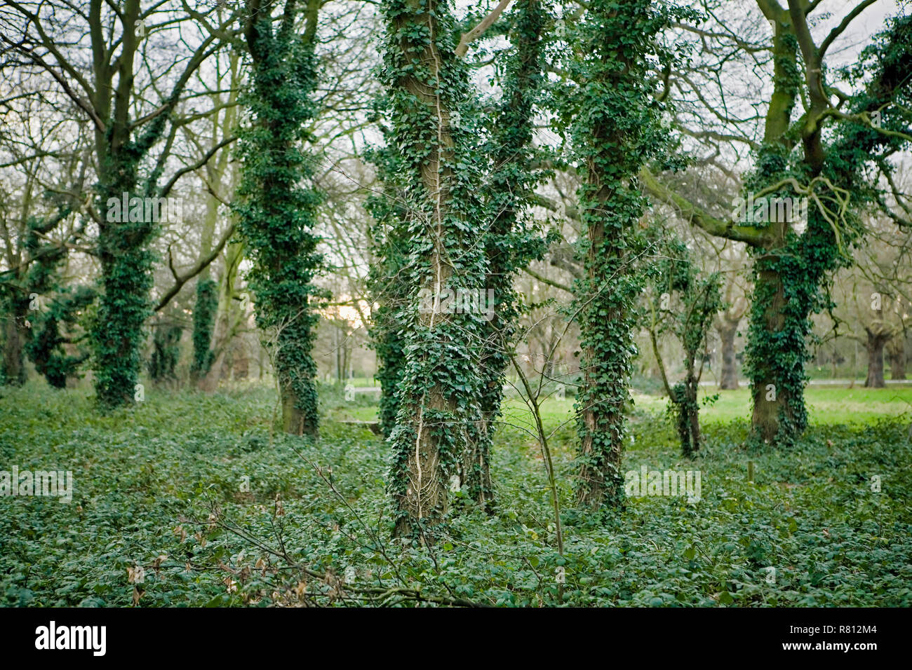 Tooting common hi-res stock photography and images - Alamy